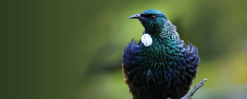 QLDC - Make an official information request