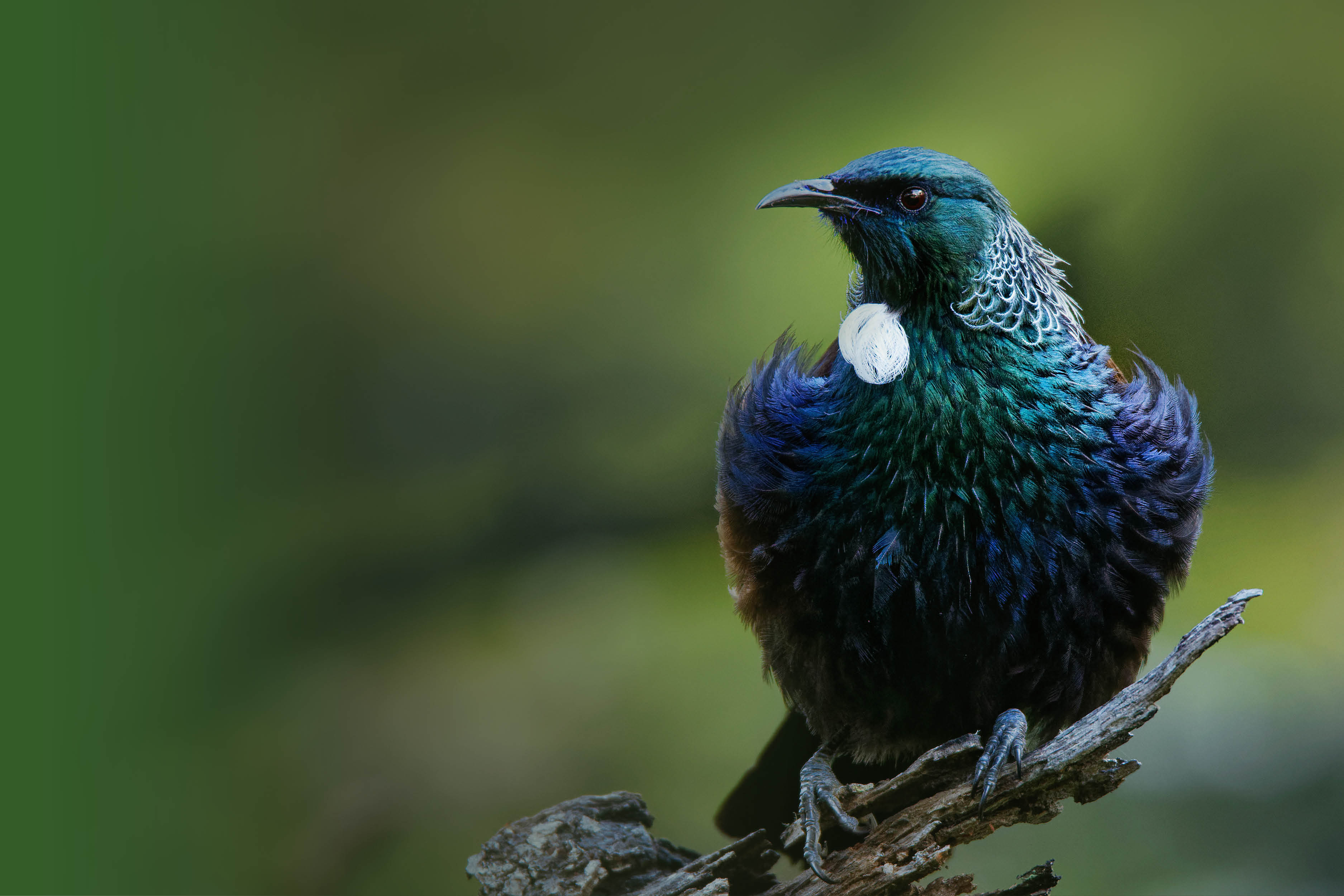 QLDC - Queenstown Lakes District Council